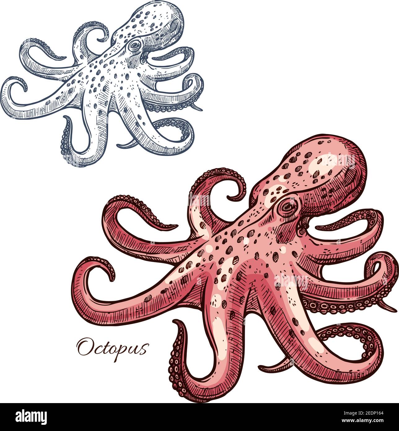 Realistic Octopus Design