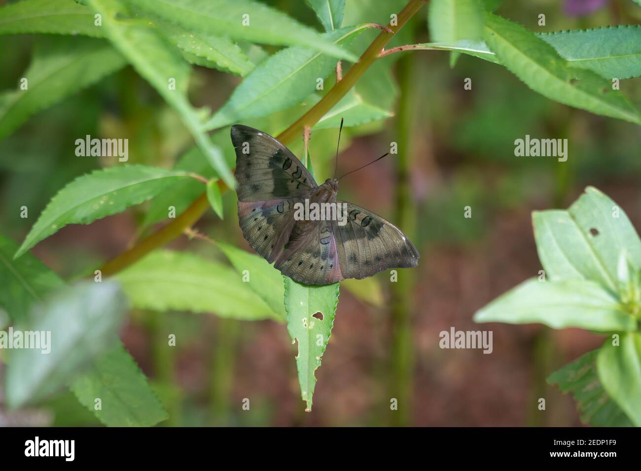 Common Baron Butterfly