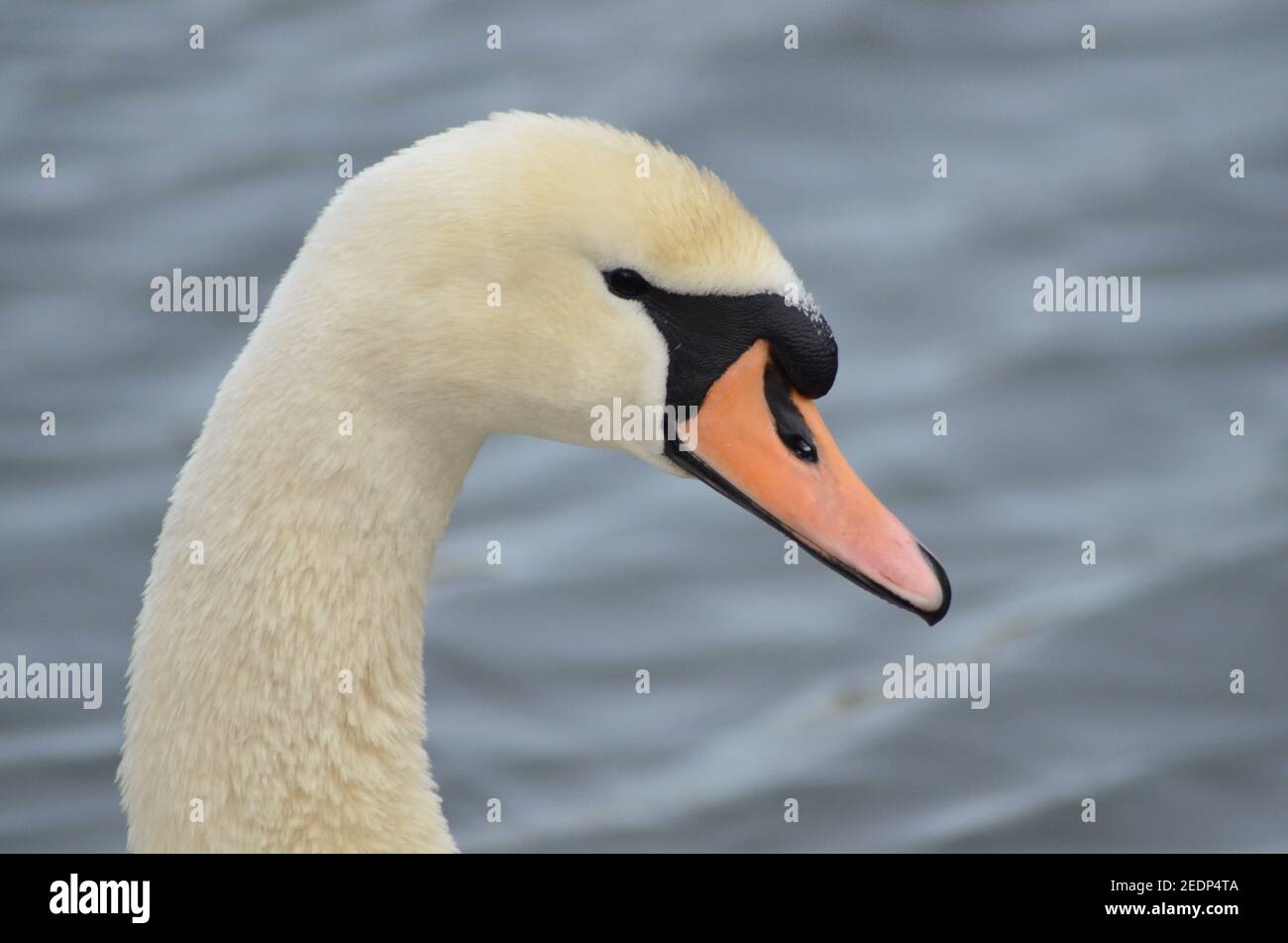 Swan closeup hi-res stock photography and images - Alamy