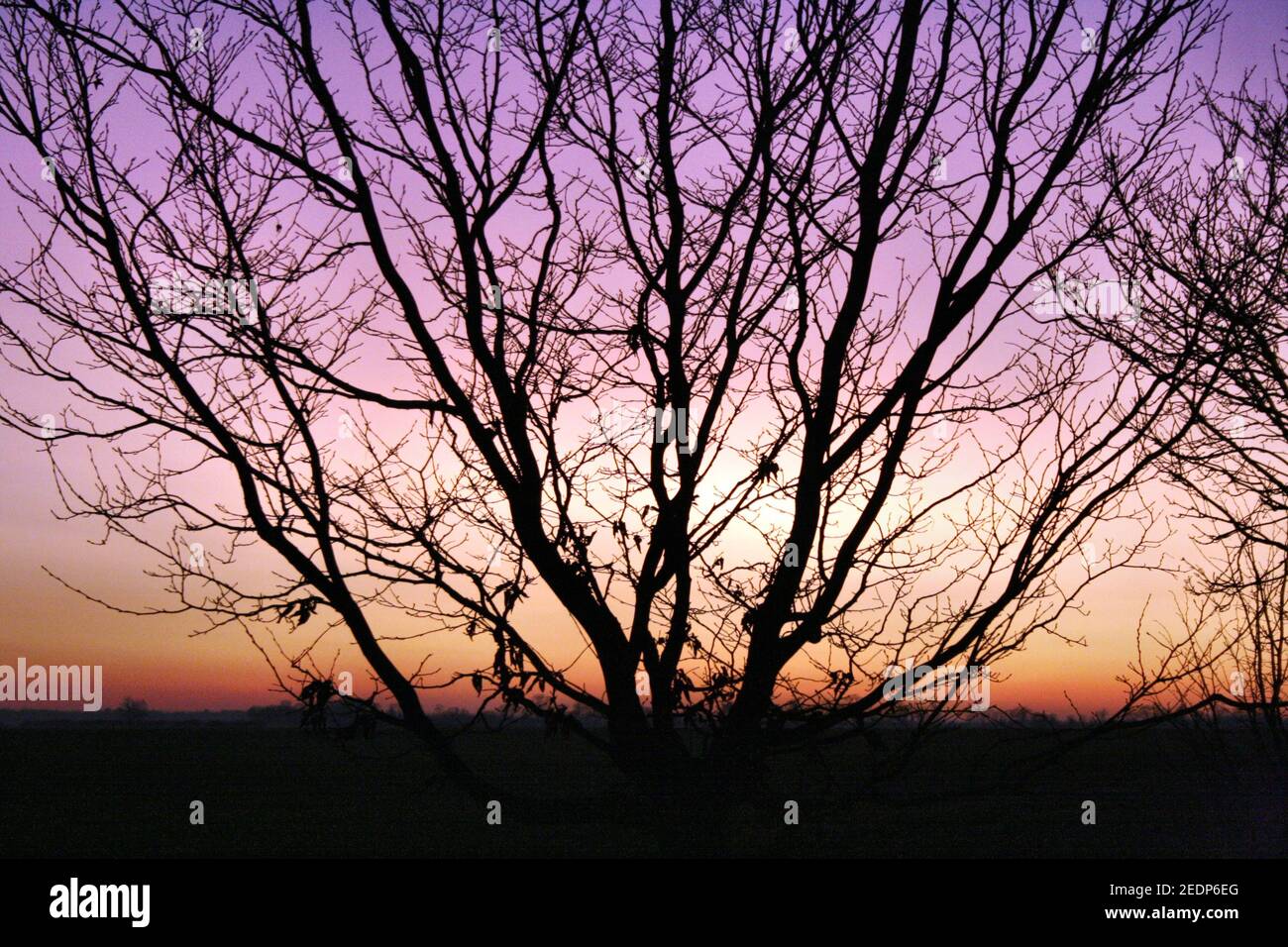 Colourful sunset through tree silhouette Stock Photo - Alamy