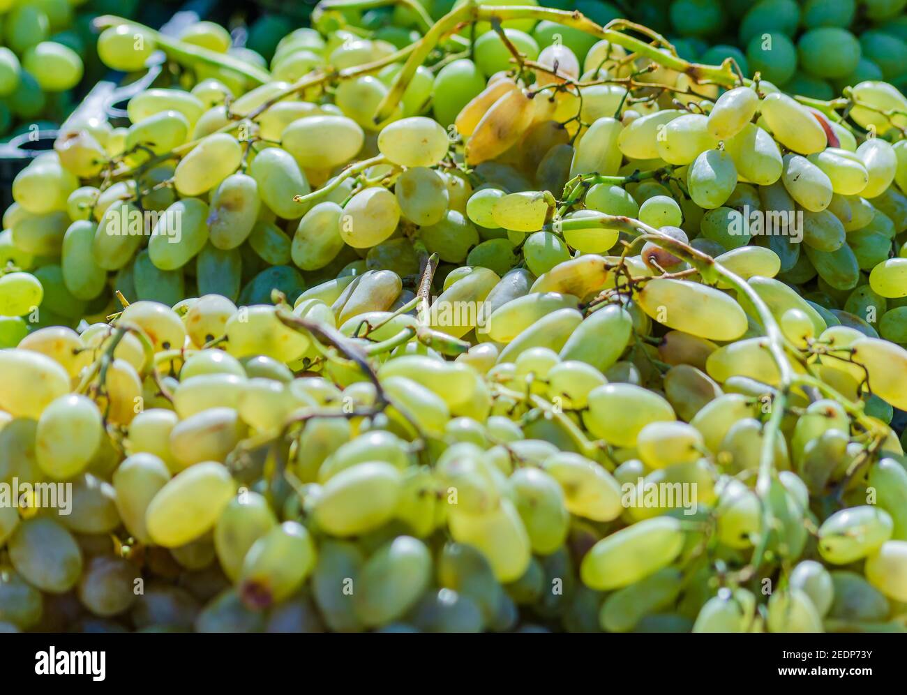 Autumn traditional fair of agricultural products. The fruits of ripe ...