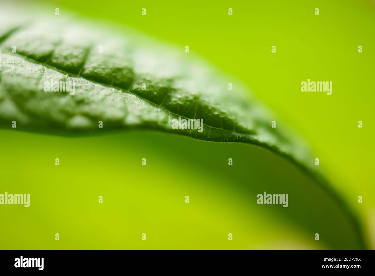 green leaf, macro and soft focus photo Stock Photo - Alamy