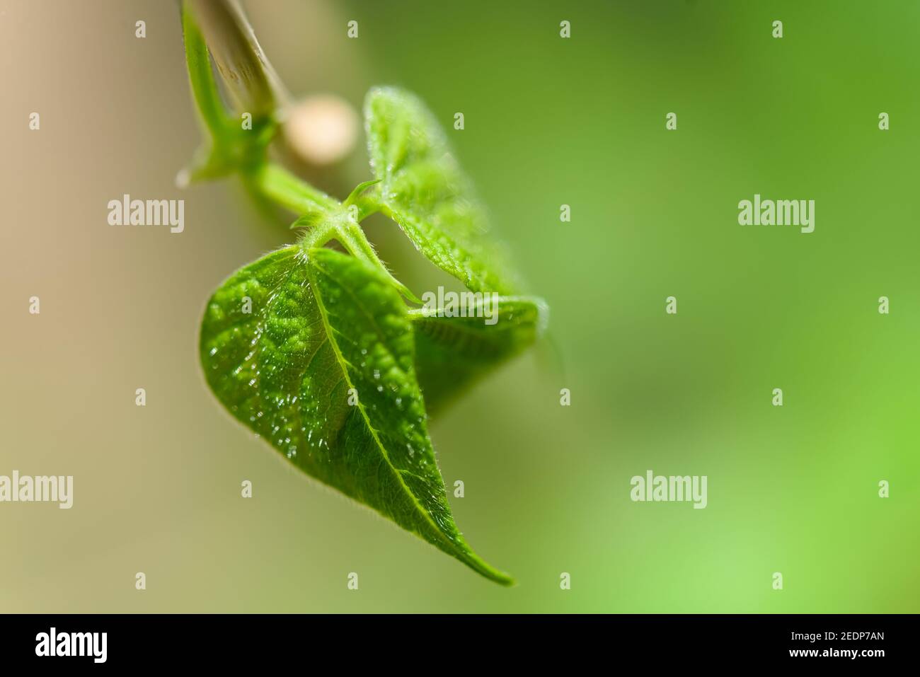 Seedling of bean plant with copy space. Home grown organic vegetable ...