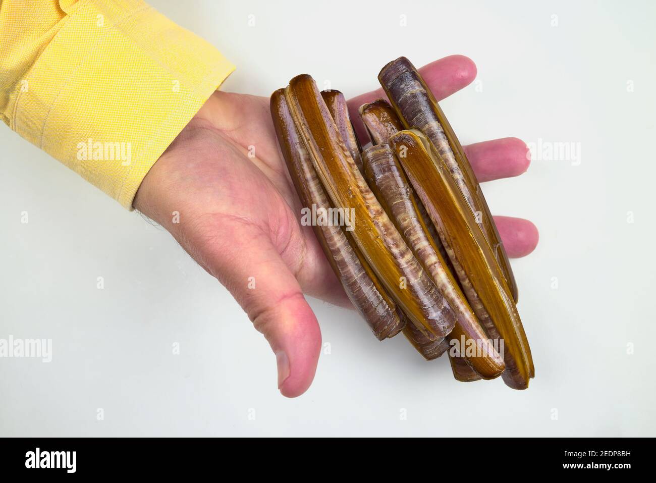 The razor shell hi-res stock photography and images - Alamy