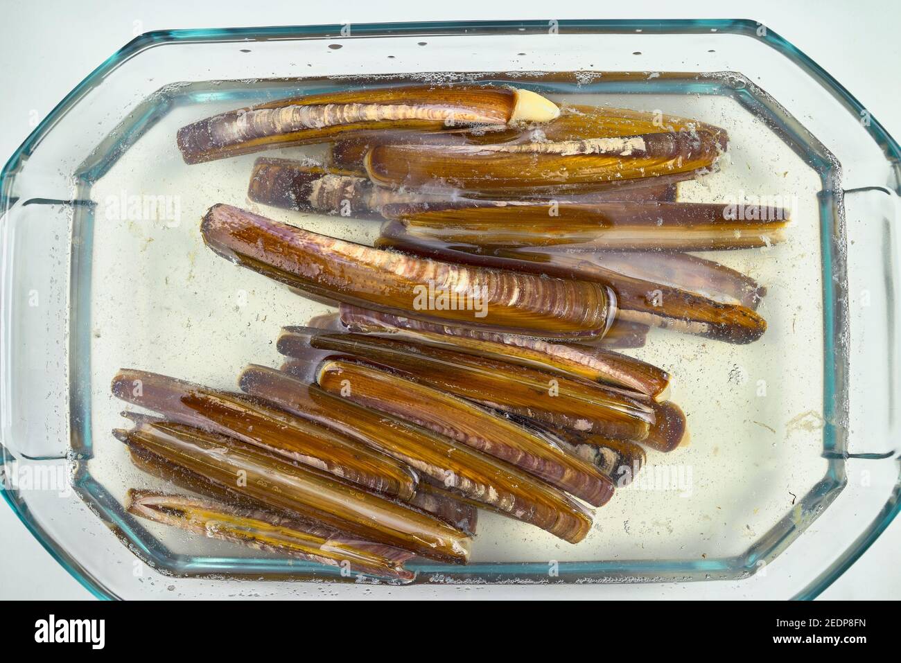 The razor shell hi-res stock photography and images - Alamy