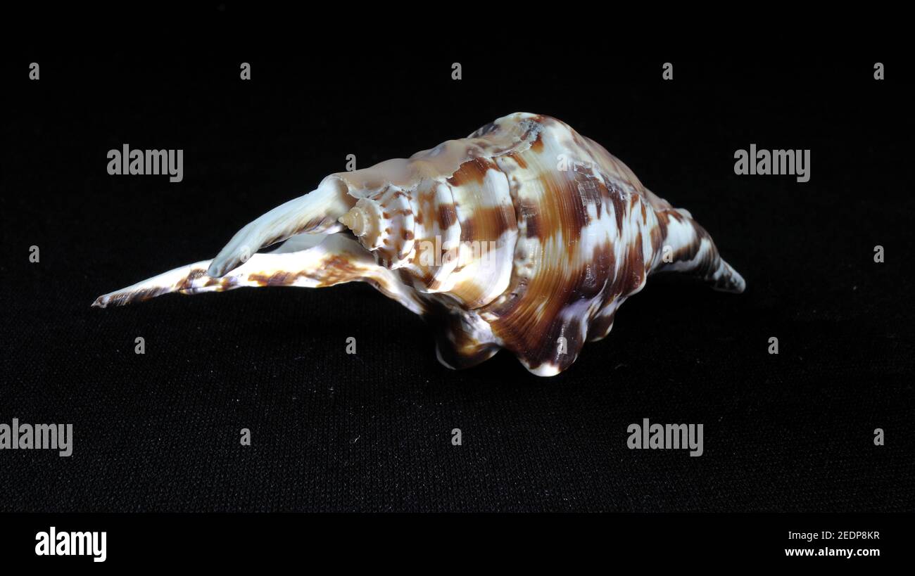 Sea shell colorful photo. Beautiful Hexaplex cichoreum isolated Stock ...