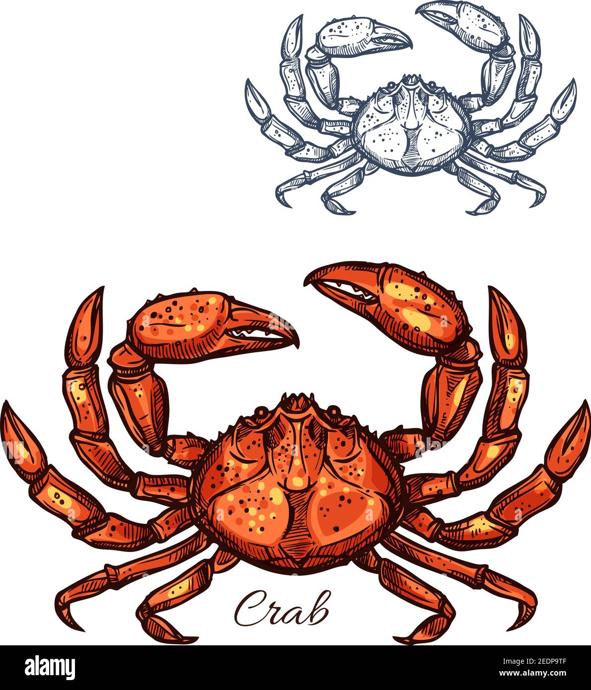 Crab sketch vector icon. Lobster seafood and marine ocean or crustacean ...