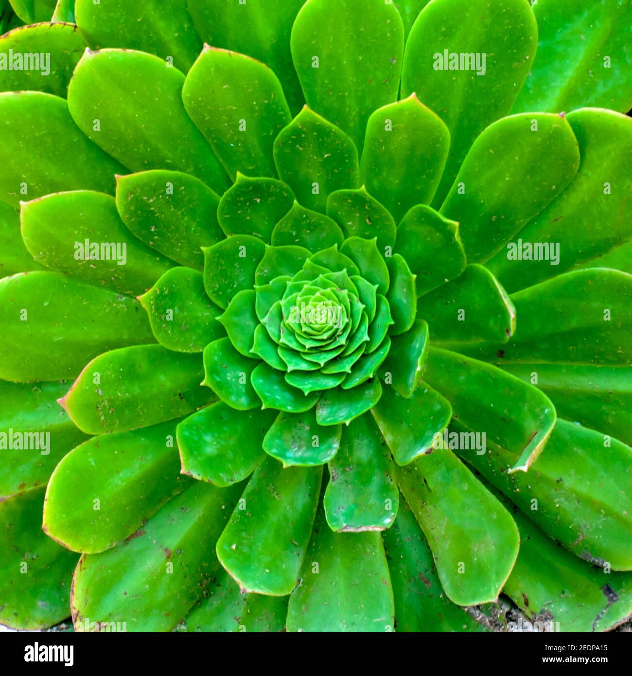 Rosette leaves hi-res stock photography and images - Alamy