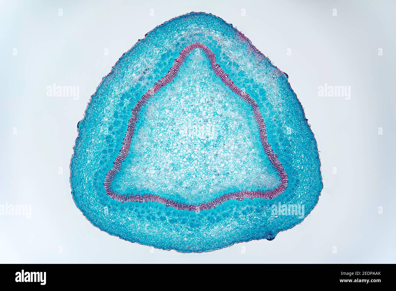 common dogbane, clasping-leaf Dogbane, hemp dogbane, Indian hemp ...