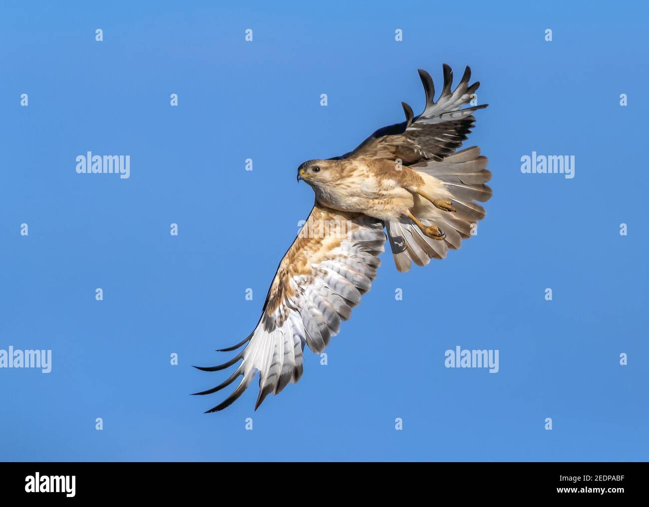Atlas long-legged buzzard (Buteo rufinus cirtensis, Buteo cirtensis ...