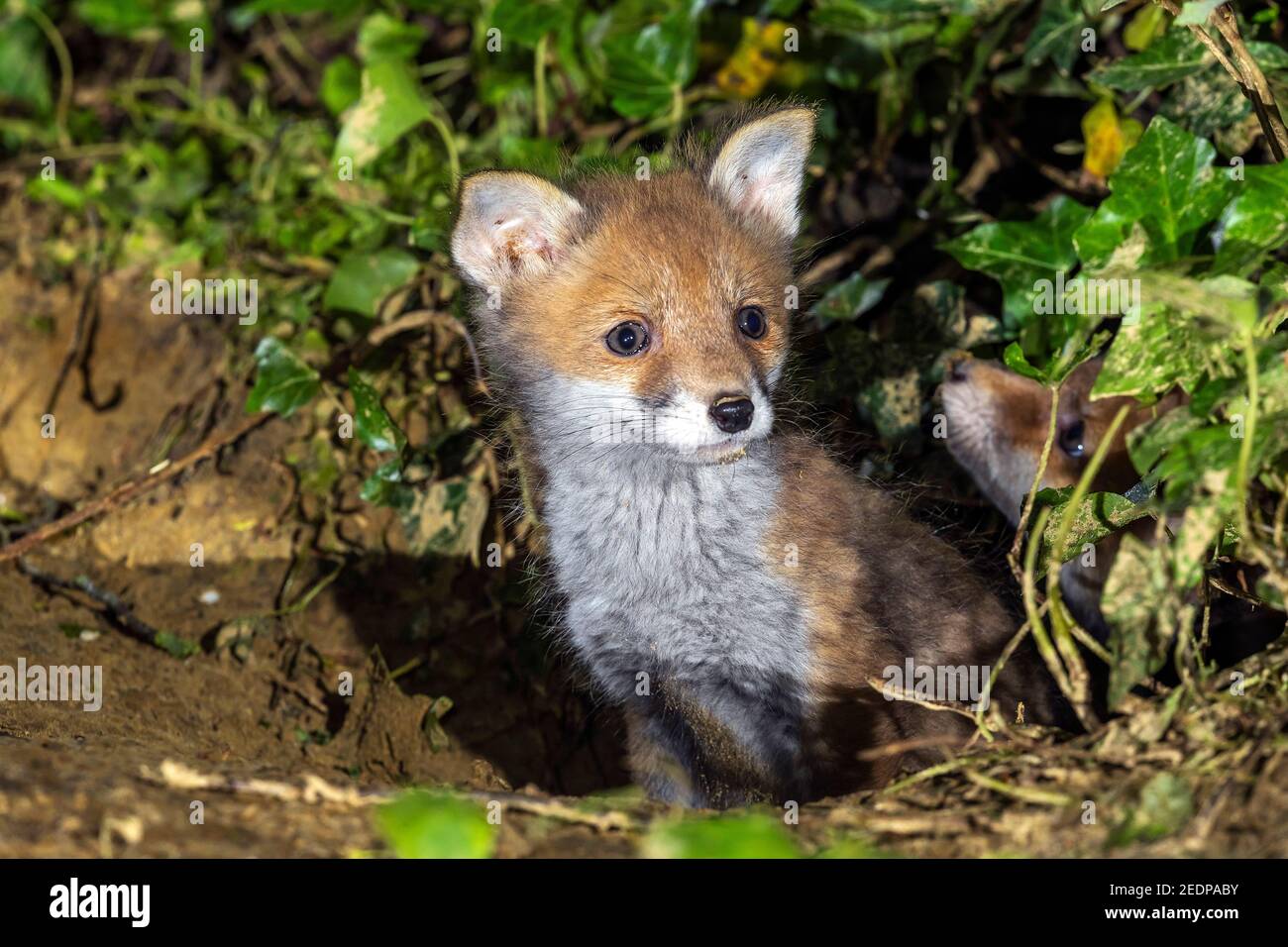 Belgium Fox High Resolution Stock Photography and Images - Alamy