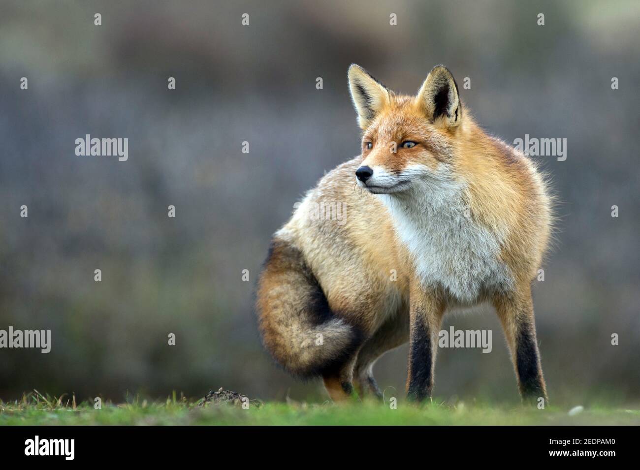 red fox (Vulpes vulpes), standing in a meadow, front view, Netherlands ...
