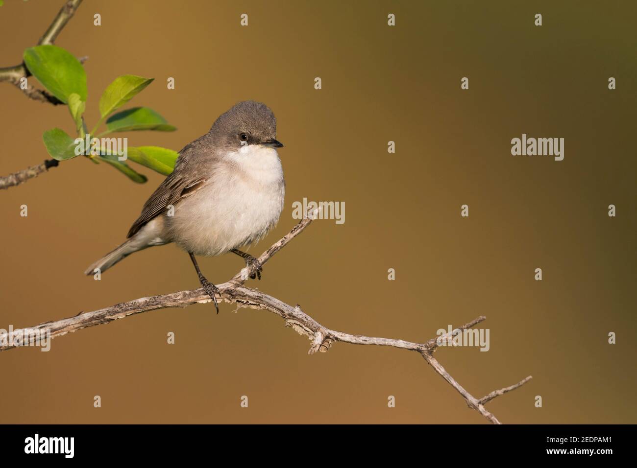 Hume's Whitethroat (Curruca althaea, Sylvia althaea), adult sits on a ...