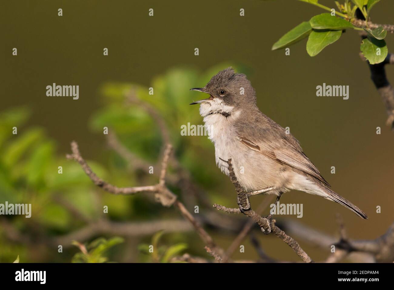 Hume's Whitethroat (Curruca althaea, Sylvia althaea), adult singing on ...
