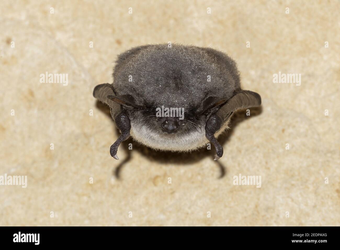 pond bat (Myotis dasycneme), perched in a cave, Belgium, Mont Saint ...