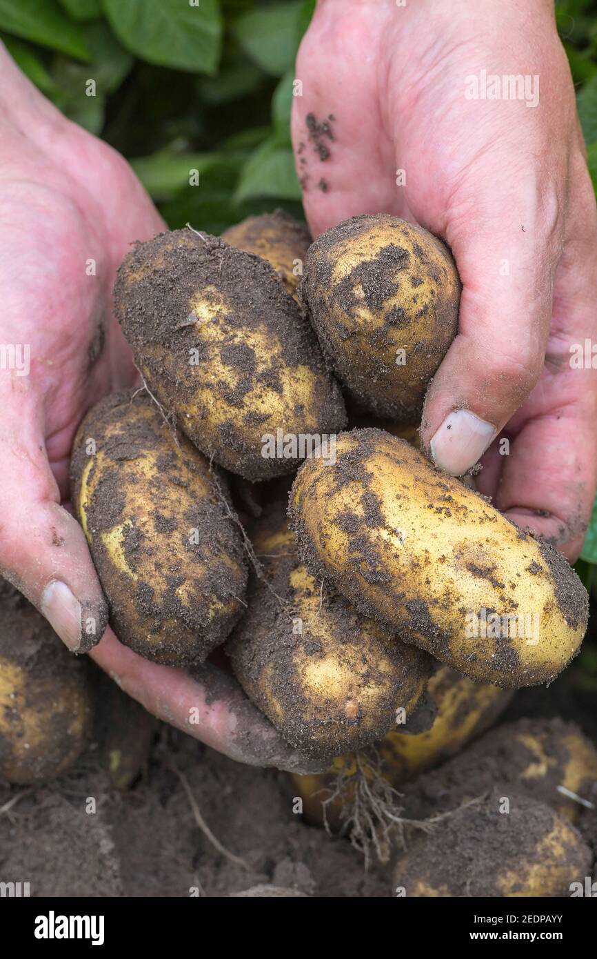 German potatoes hi-res stock photography and images - Alamy