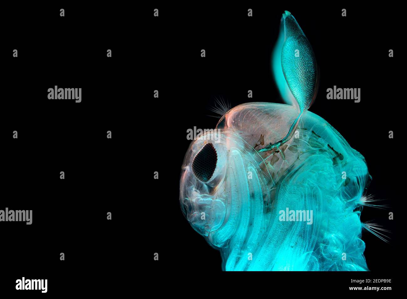 Larva of phantom midge hi-res stock photography and images - Alamy