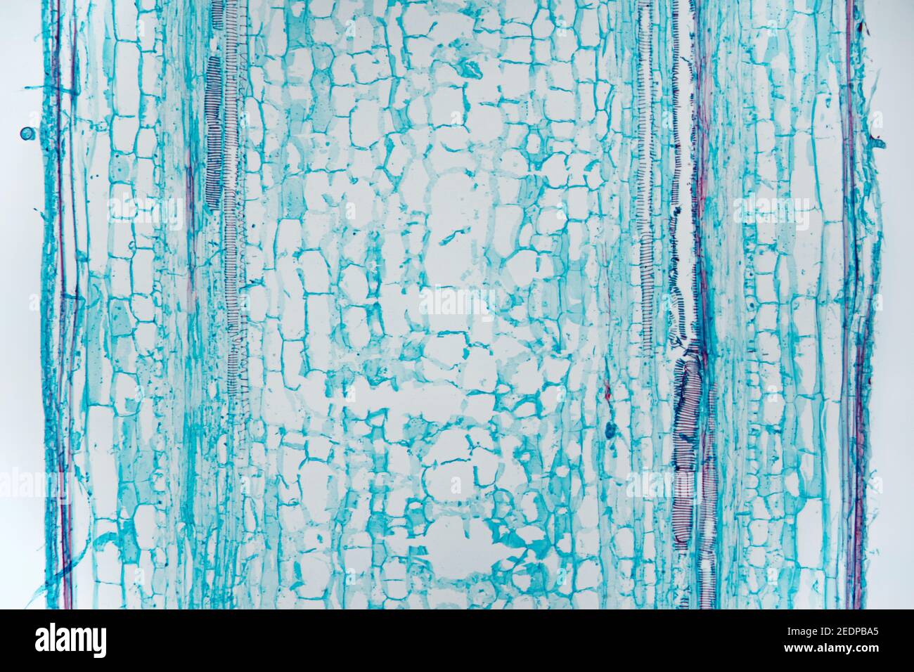 Garden Balsam, Balsam, Rose Balsam (Impatiens balsamina), longitudinal ...