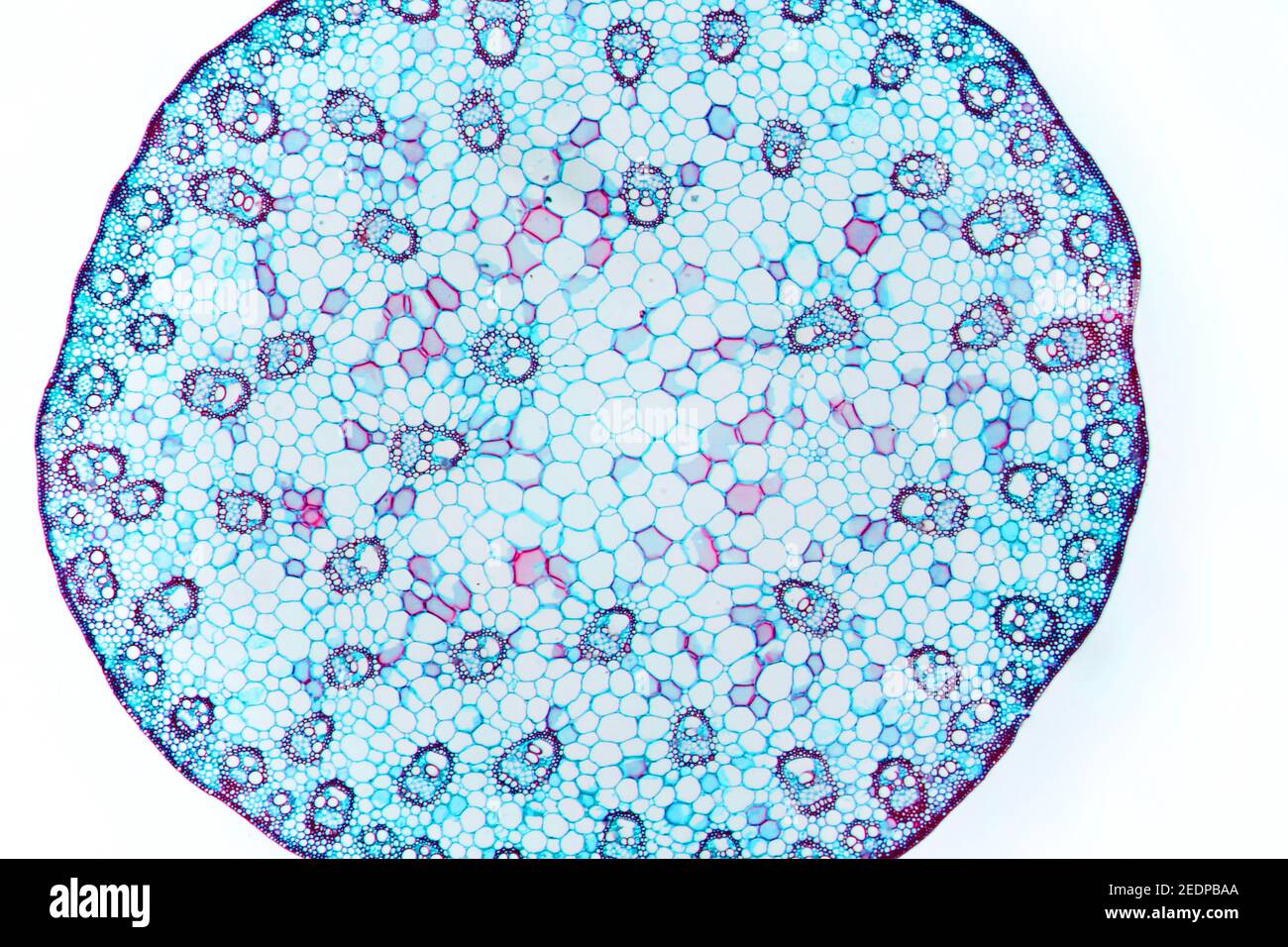 Indian corn, maize (Zea mays), cross section of the stem of maize ...