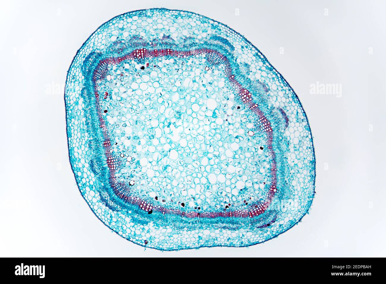 Ground cross section hi-res stock photography and images - Alamy
