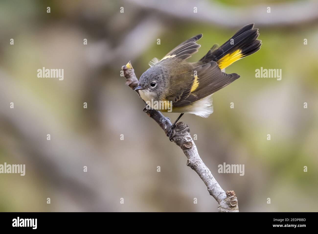 Juvenile male redstart hi-res stock photography and images - Alamy
