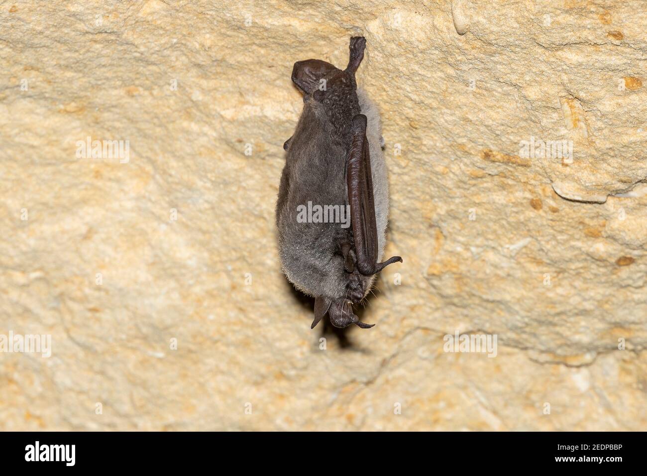pond bat (Myotis dasycneme), perched in a cave, Belgium, Mont Saint ...
