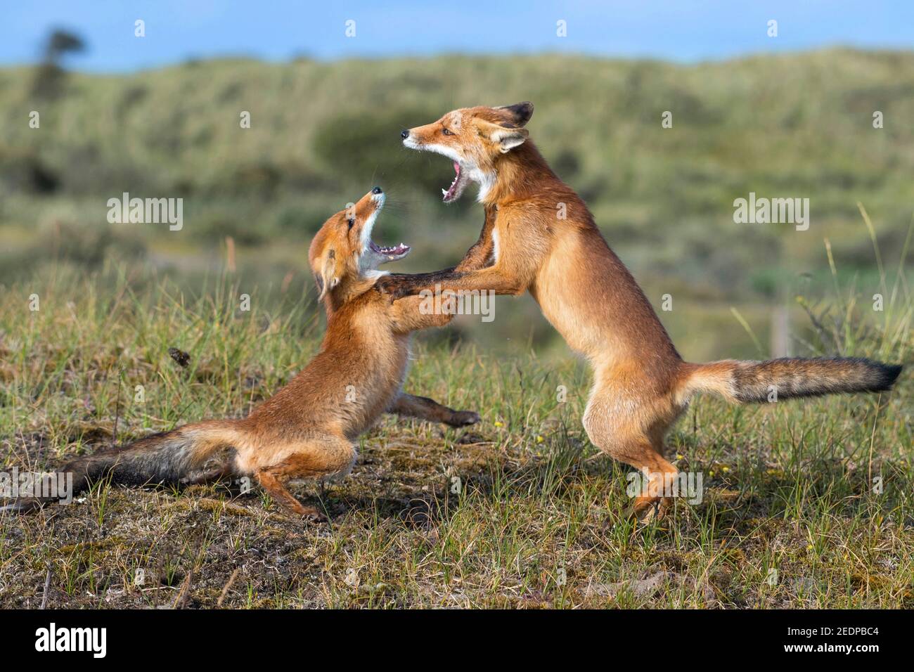 red fox (Vulpes vulpes), two fox cubs playing and fighting, Netherlands ...