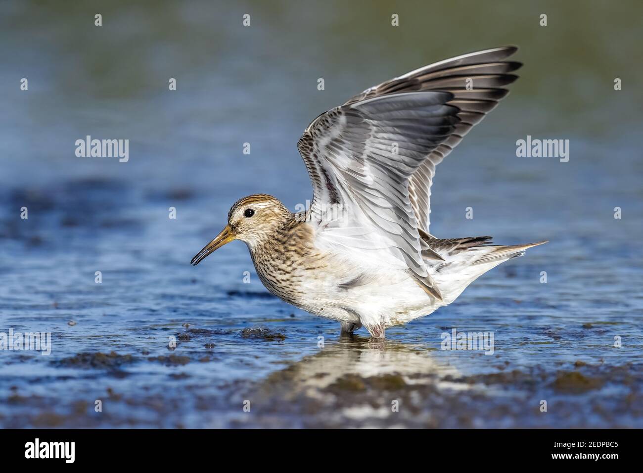 pectoral sandpiper (Calidris melanotos), Juvenile trying to stay steady ...