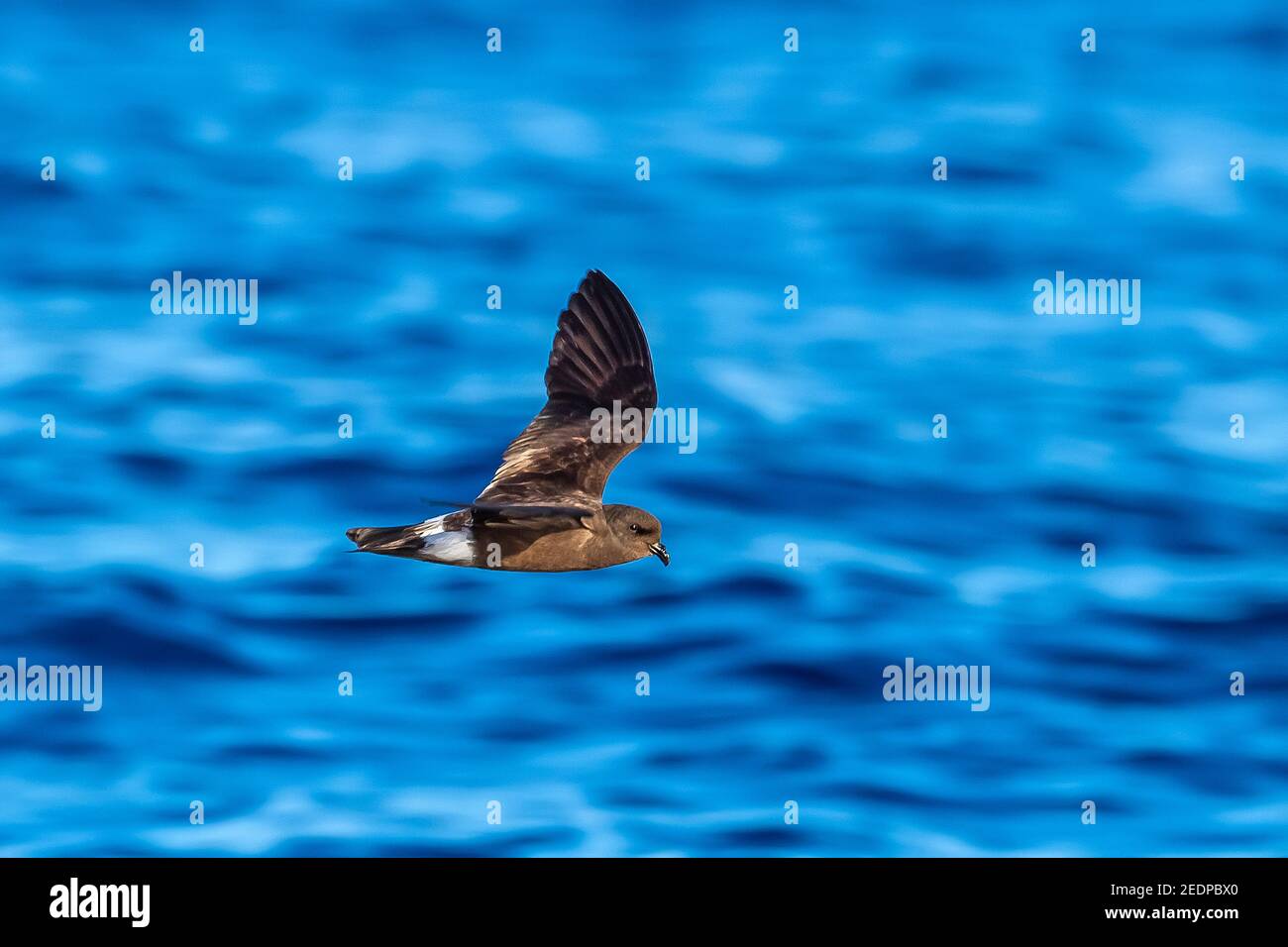 Monteiro Storm-Petrel (Oceanodroma monteiroi), flying at Bank de la ...