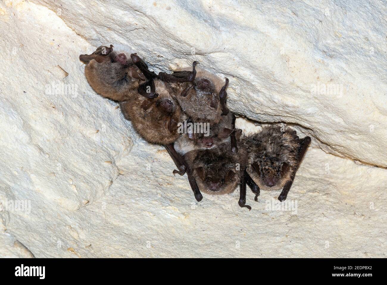 Geoffroy's bat (Myotis emarginata, Myotis emarginatus), 4 Geoffroy's ...