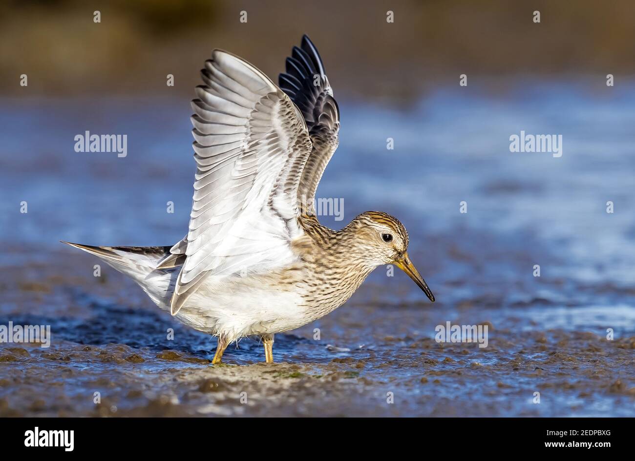 Juvenile pectoral sandpiper hi-res stock photography and images - Alamy