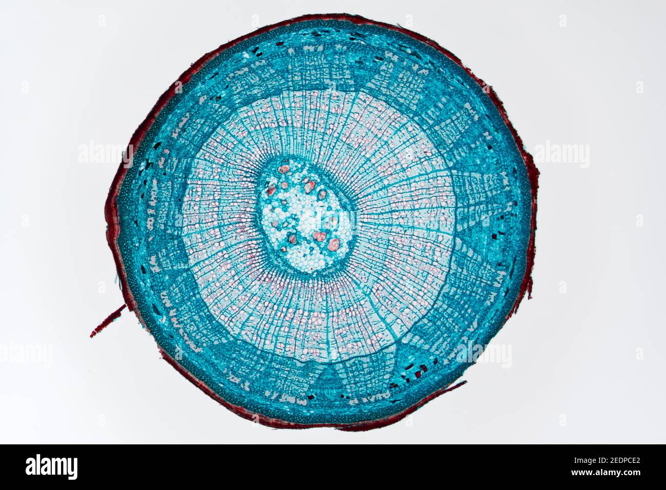 basswood, linden, lime tree (Tilia spec.), cross section of a few years ...