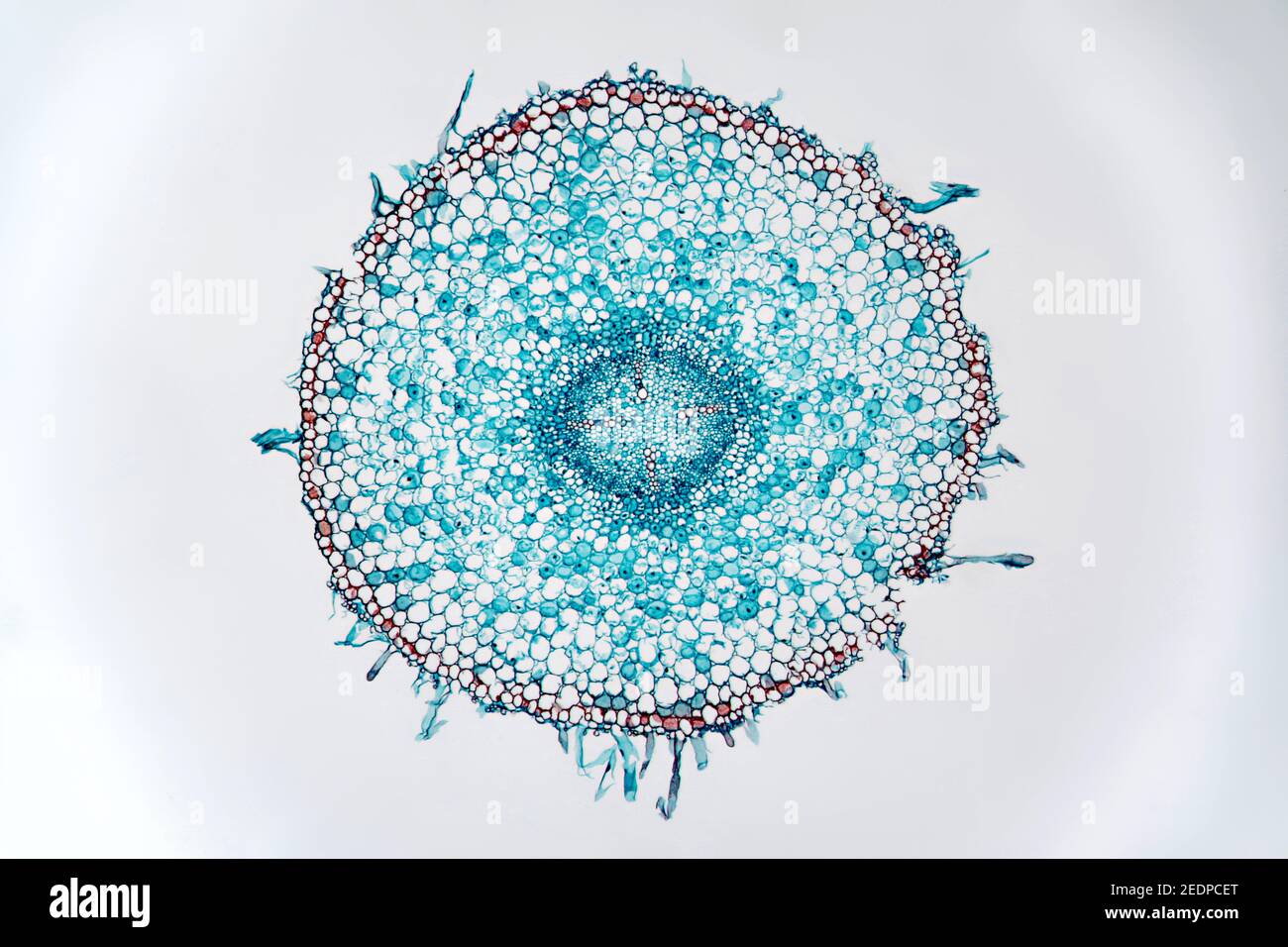 Broad bean, Fava bean, Faba bean, Field bean, Bell bean, Tic bean ...