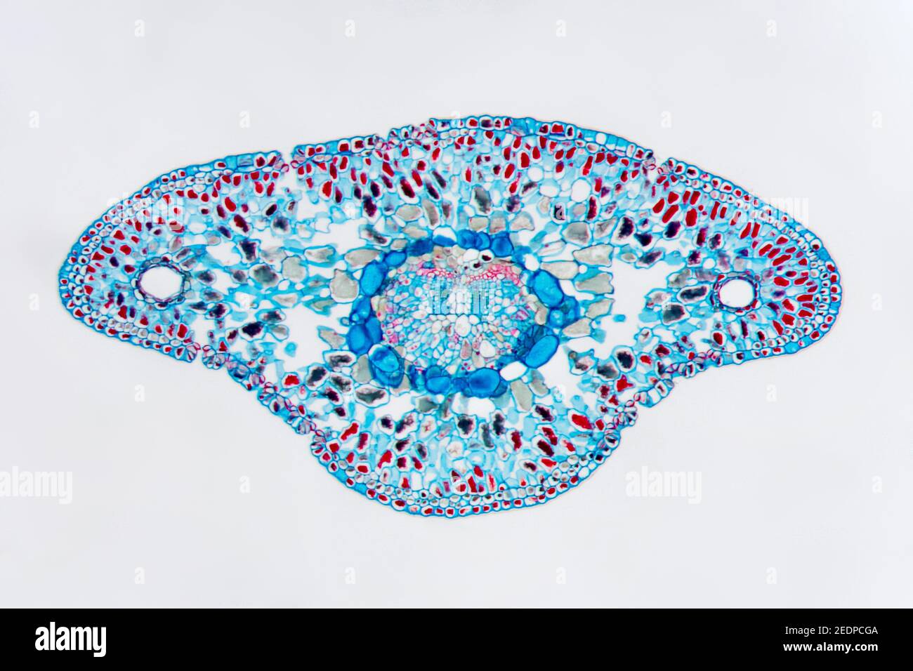 Microscope cross section cross sections hi-res stock photography and ...