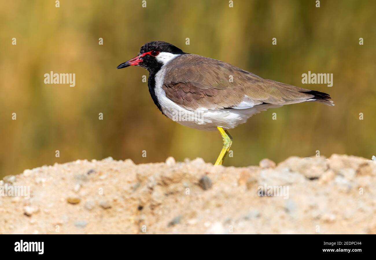 Western red wattled plovers hi-res stock photography and images - Alamy