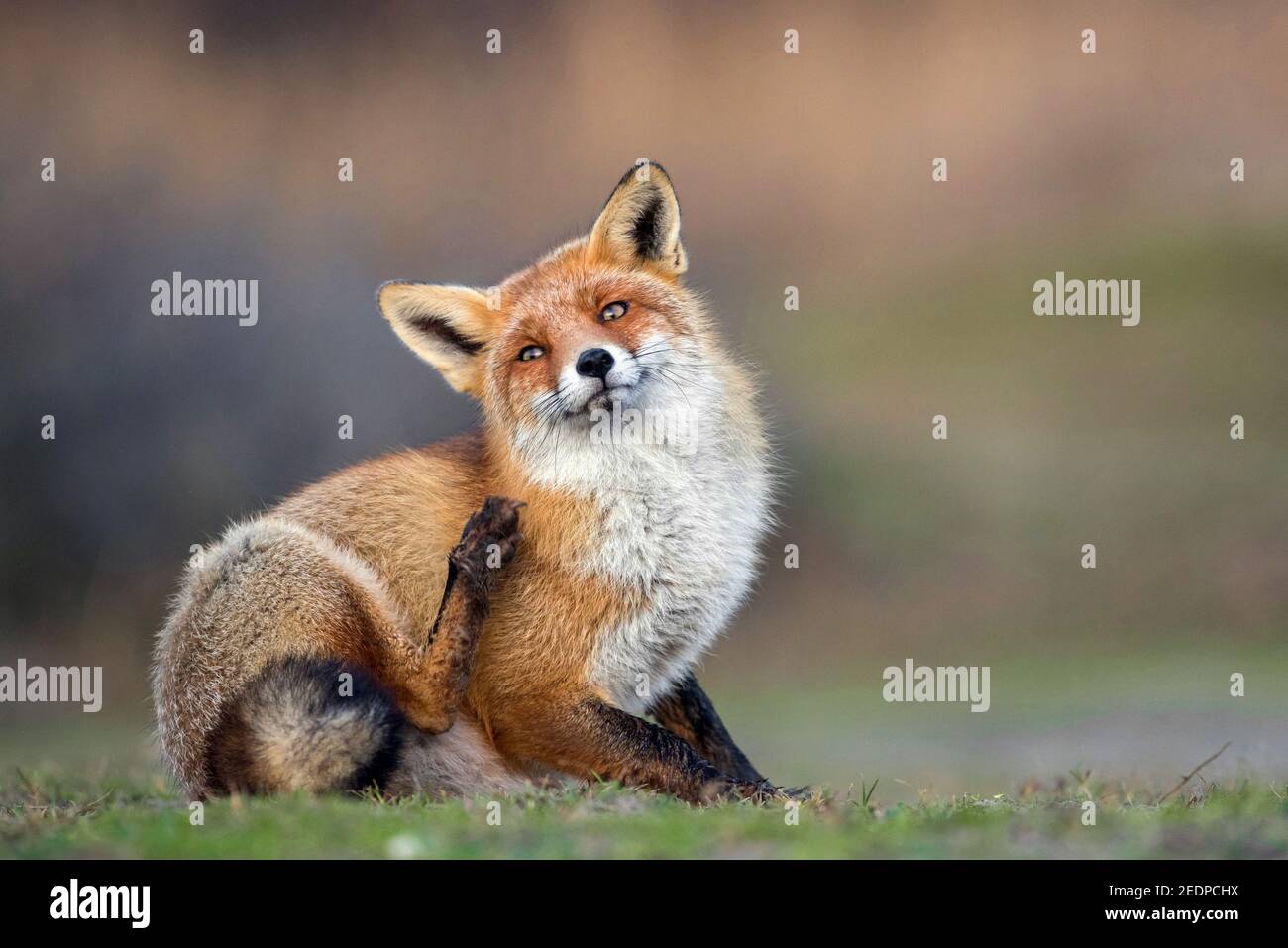Scratches animal hi-res stock photography and images - Alamy