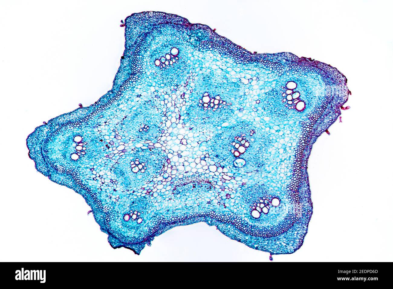 marrow, field pumpkin (Cucurbita pepo), cross section of field pumpkin ...