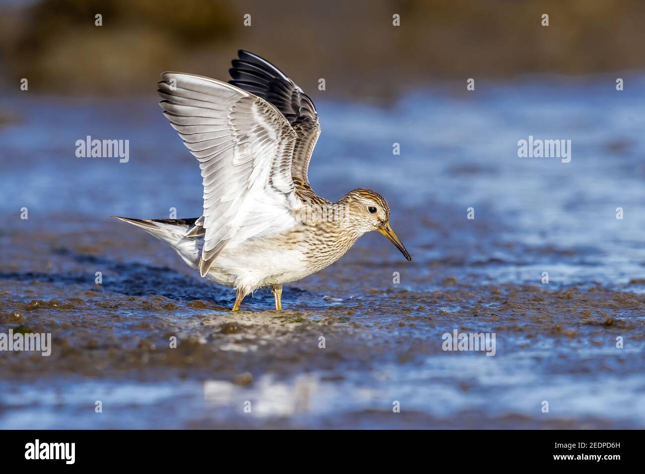 Pectoral sandpiper juvenile hi-res stock photography and images - Alamy