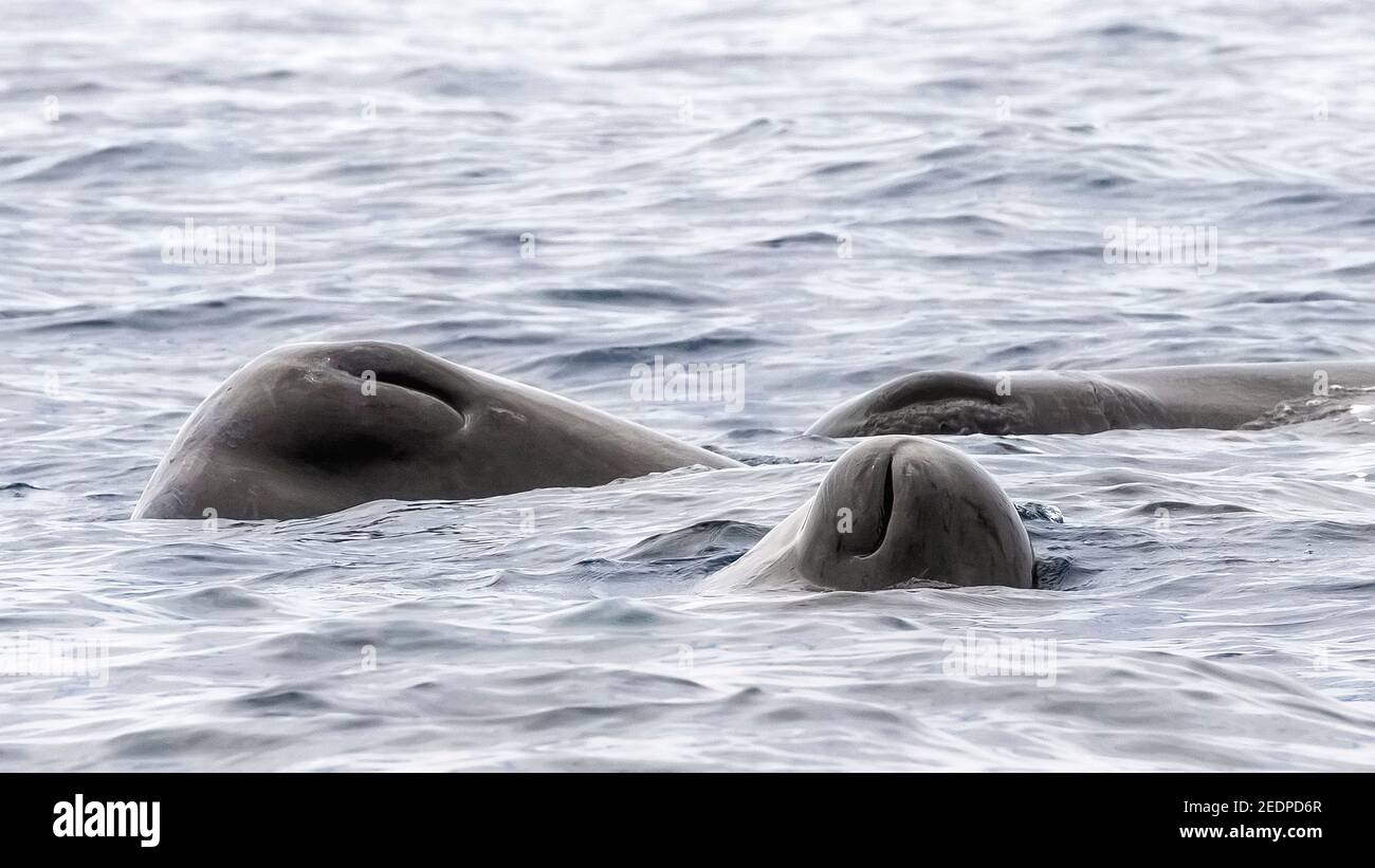 sperm whale, great sperm whale, spermacet whale, cachalot (Physeter ...