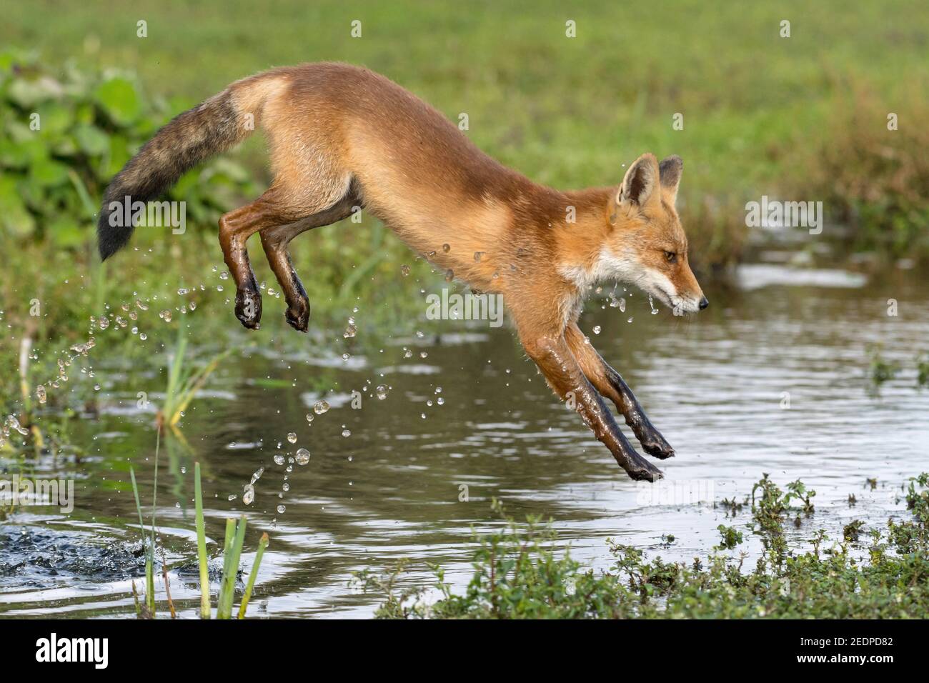 Red Fox Jumping