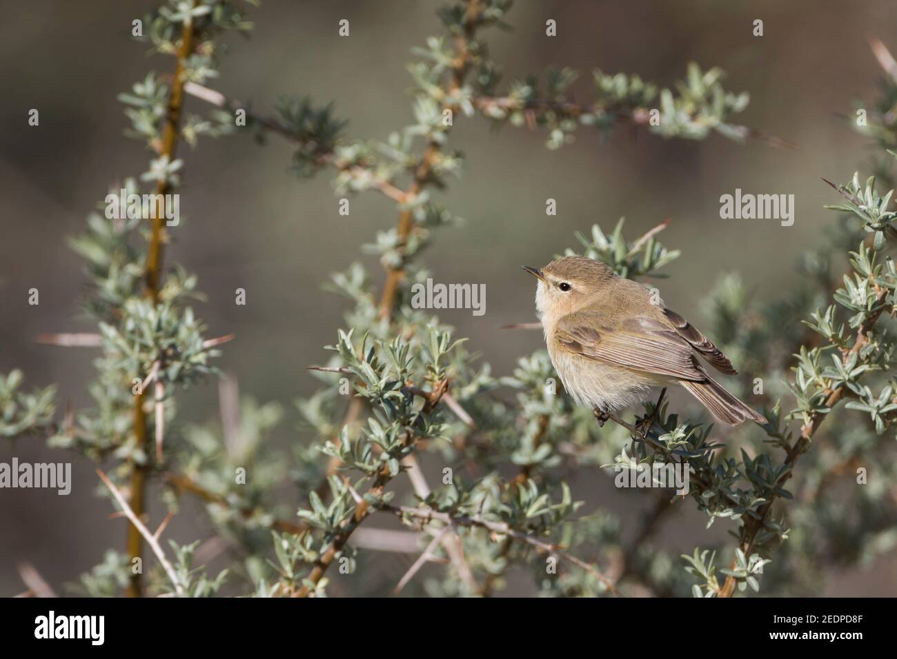 eastern chiff-chaff, Mountain Chiffchaff (Phylloscopus sindianus, Phylloscopus sindianus ...