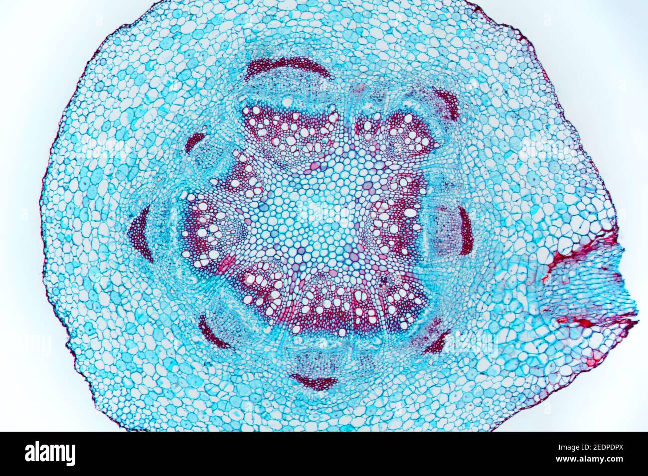 dandelion (Taraxacum spec.), cross section of a root, microtome section ...
