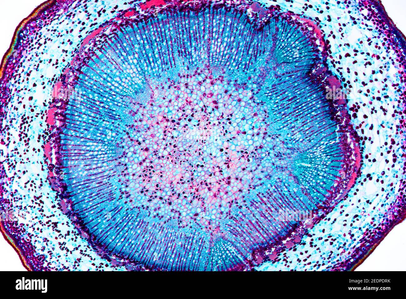 Common pear (Pyrus communis), cross section of the stem, microtome ...