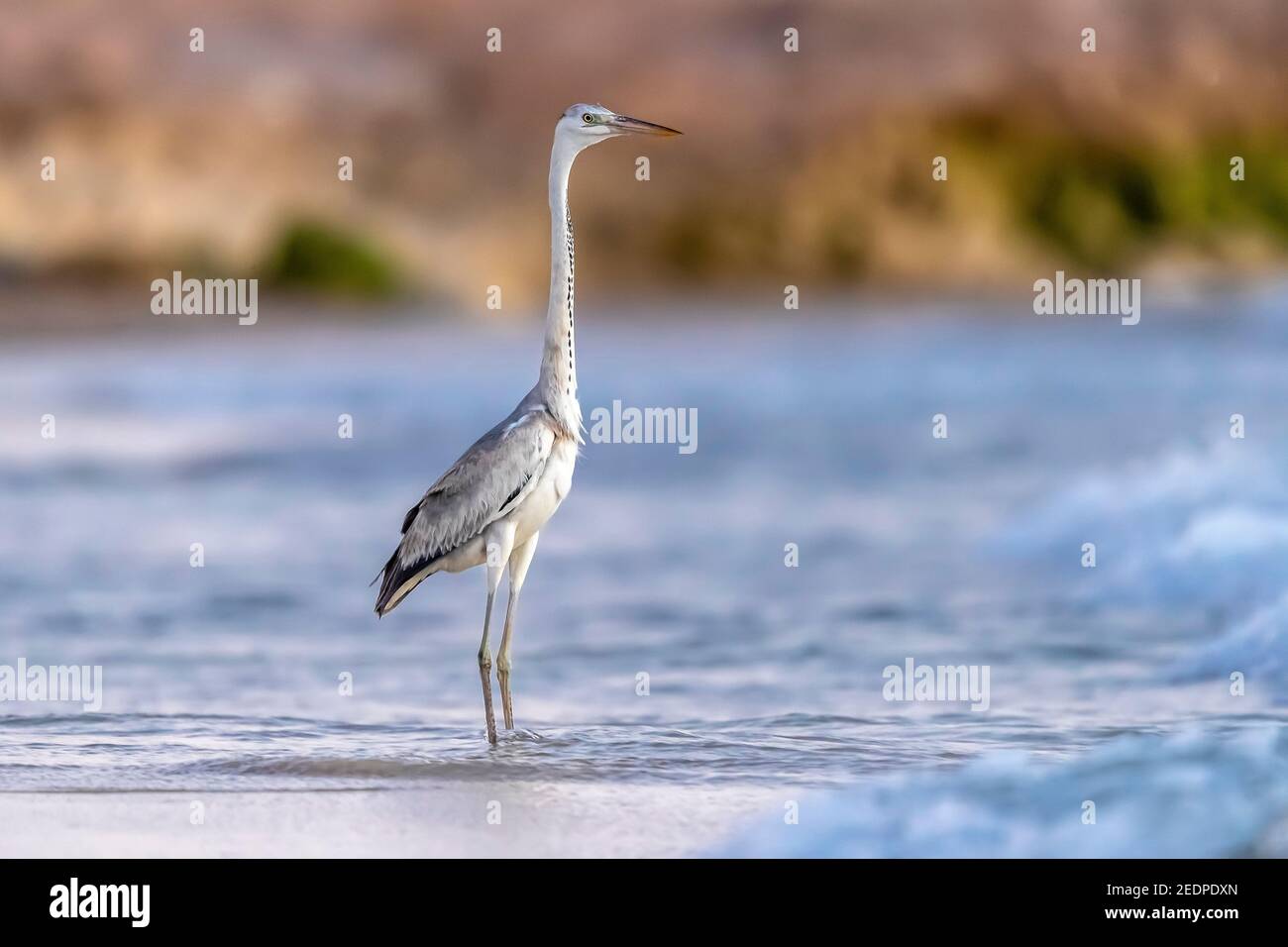 Ardea cinerea monicae hi-res stock photography and images - Alamy