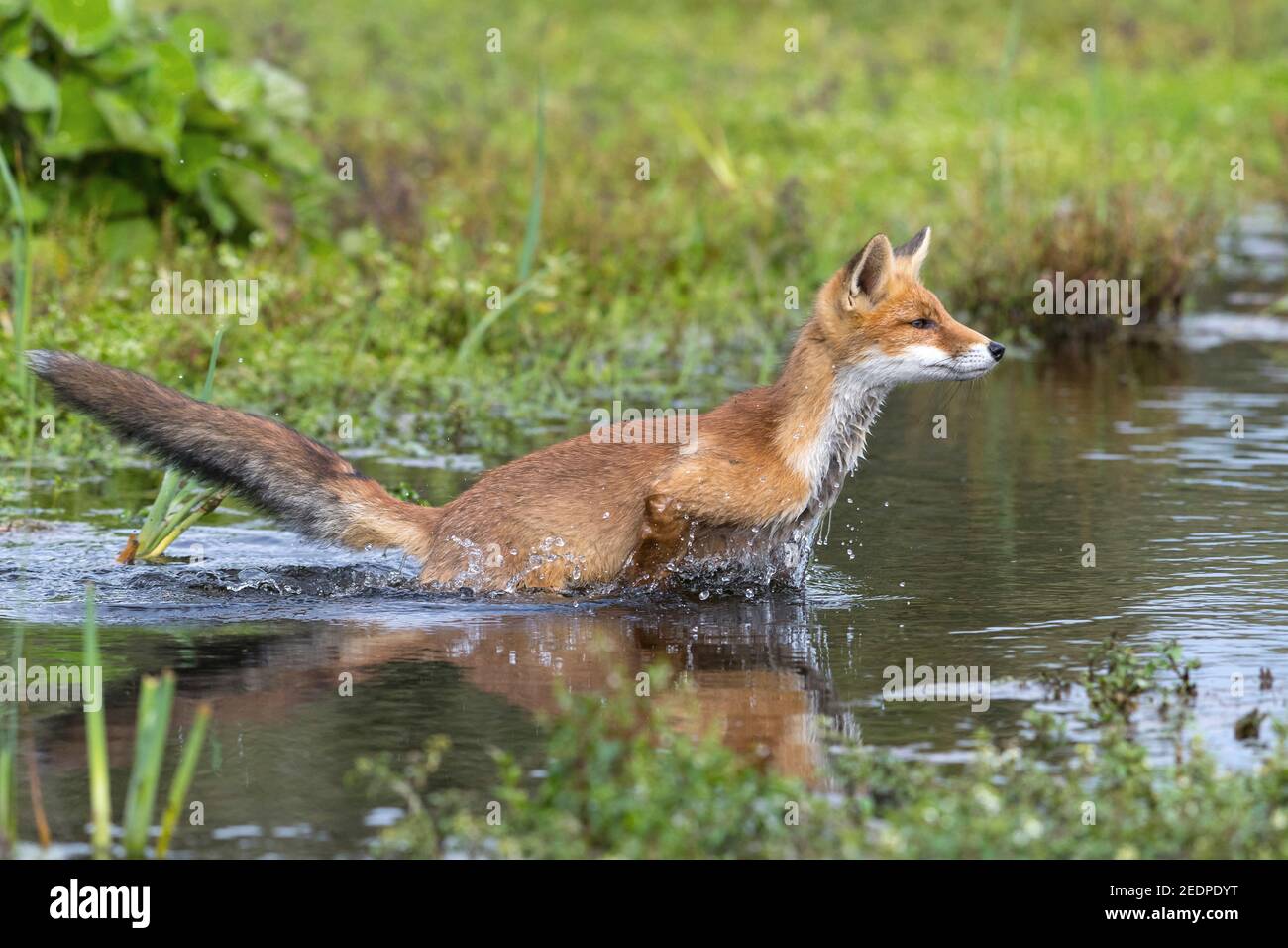 Red fox jumping hi-res stock photography and images - Alamy