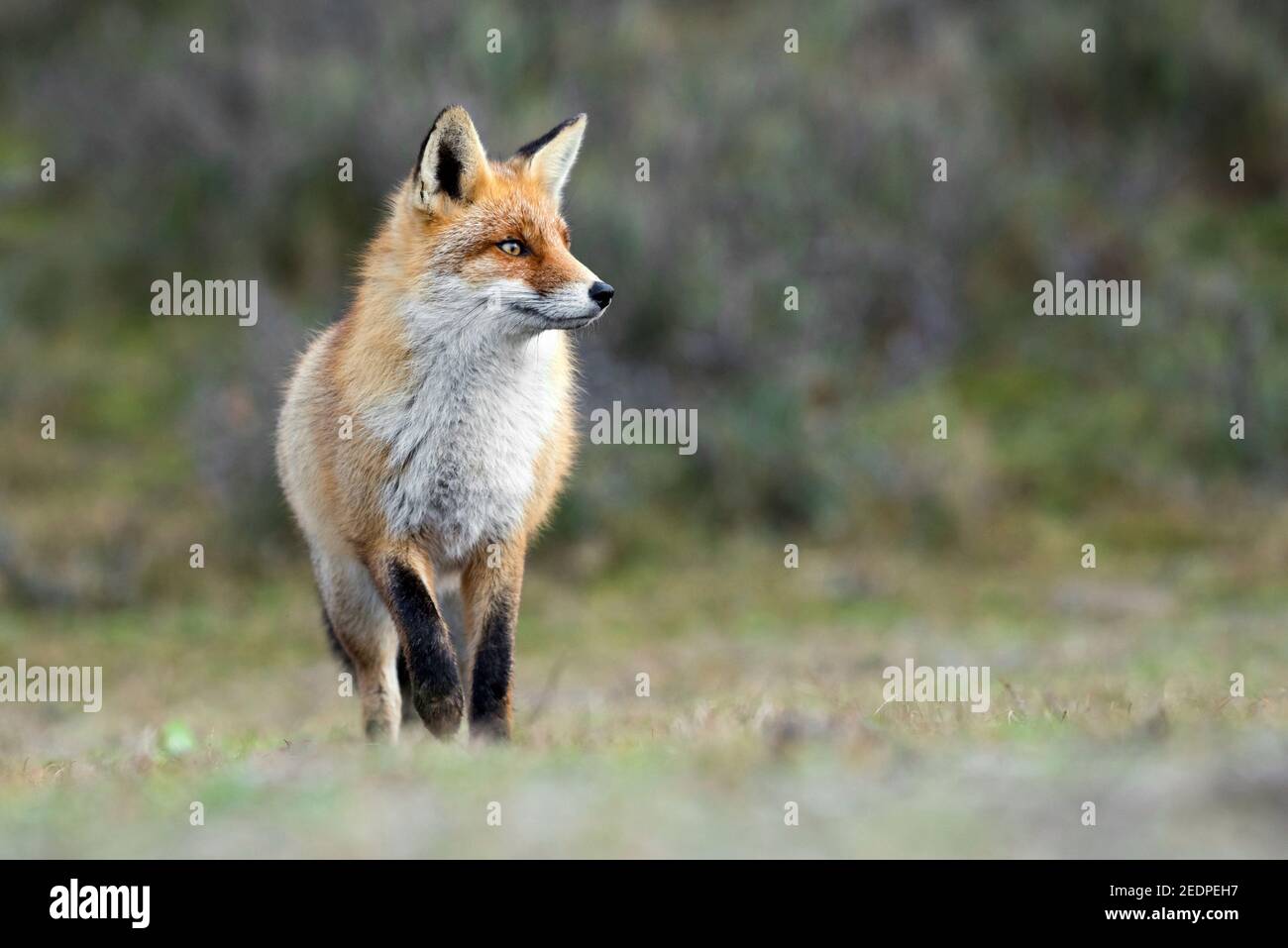Red fox standing lookout hi-res stock photography and images - Alamy
