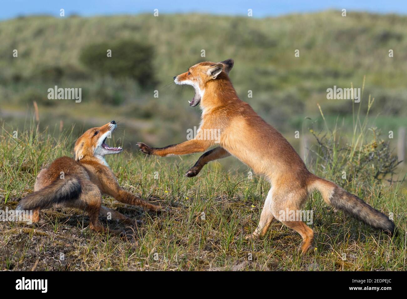 red fox (Vulpes vulpes), two fox cubs playing and fighting, Netherlands ...