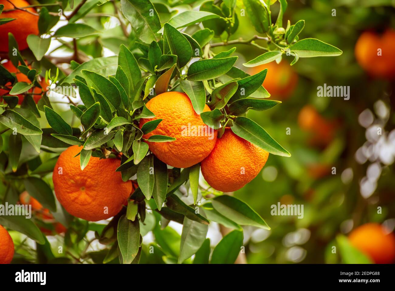 Tangerine garden with green leaves and ripe fruits. Mandarin orchard ...