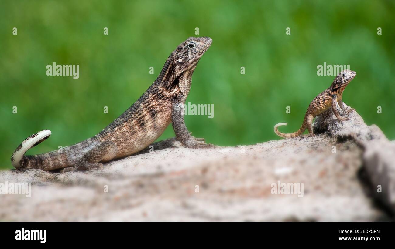 Two lizards reptiles in Varadero, Cuba Stock Photo - Alamy