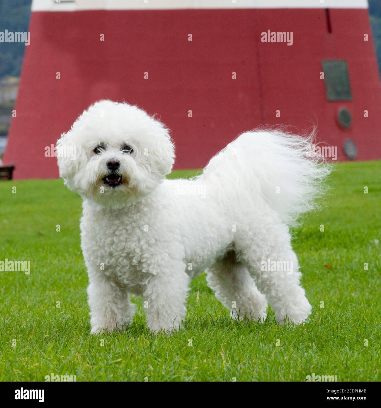 Bichon frise hi-res stock photography and images - Alamy